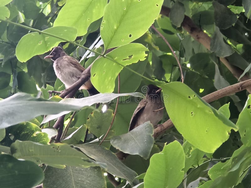 Most Beautiful Birds on Tree Daytime Stock Photo - Image of birds ...