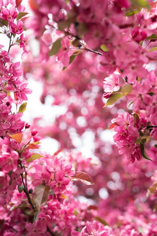 Most Beautiful Blossom Frame Stock Image - Image of amazing, bokeh ...