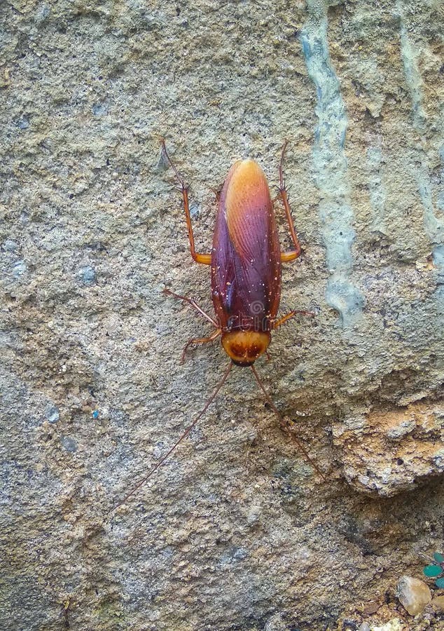Beautiful cockroach brick stock photo. Image of cockroach - 228549058