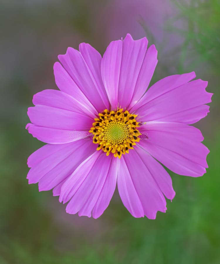 The Most Beautiful Cosmos Flower in the World Stock Illustration ...