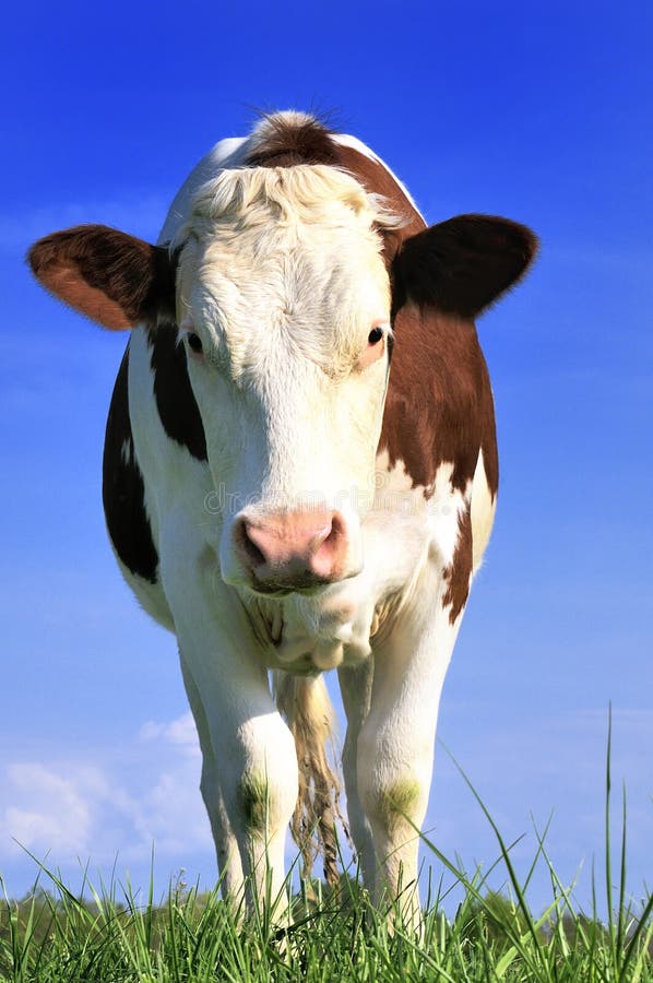 The most beautiful cow stock image. Image of production - 25117965