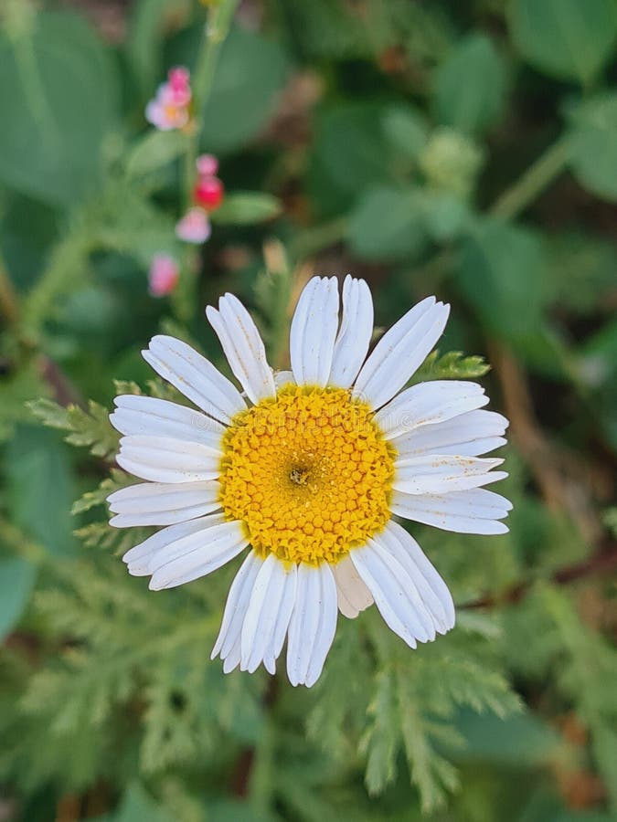 The Most Beautiful Daisy Pictures Stock Image - Image of white, green ...