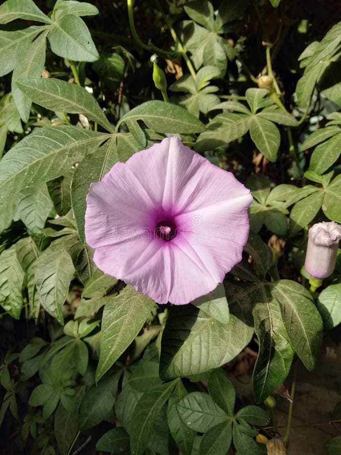 Danyal Graphics Stock Photos - Free & Royalty-Free Stock Photos from ...