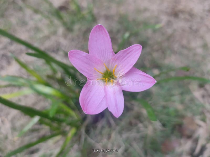The Most Beautiful Flower in My Backyard Garden Stock Photo - Image of ...