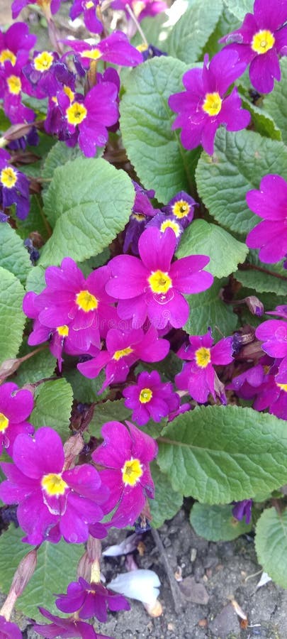 Most Beautiful Flower in UK REGENT PARK Stock Photo - Image of flower ...