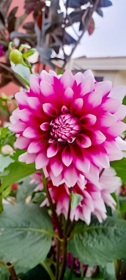 Most Beautiful Flowers Collection in the Spring Season Stock Photo ...