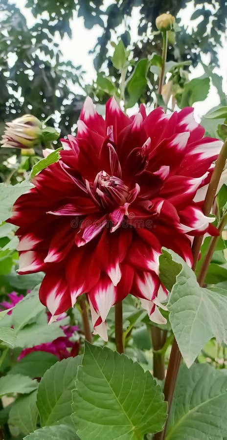 Most Beautiful Flowers Collection in the Spring Season Stock Photo ...