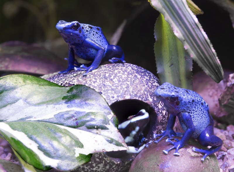 Blue poisonous frog. stock photo. Image of woodland - 159617332