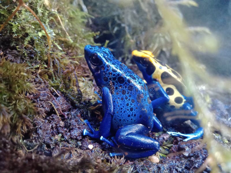 The Most Beautiful Frog in the Forest Stock Image - Image of frog ...