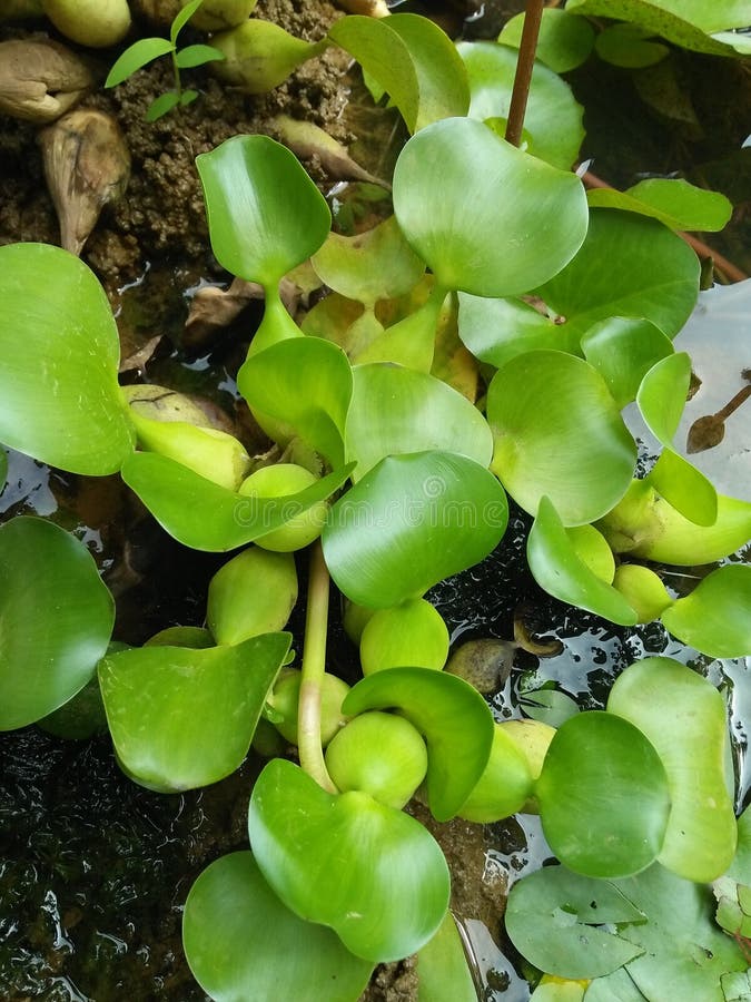 Jabara Stock Photos - Free & Royalty-Free Stock Photos from Dreamstime