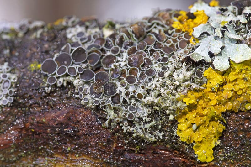 The Most Beautiful Lichens in Nature Stock Image - Image of grey ...