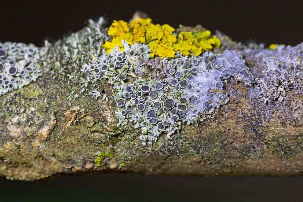 The Most Beautiful Lichens in Nature. Stock Photo - Image of rosette, close: 304047438