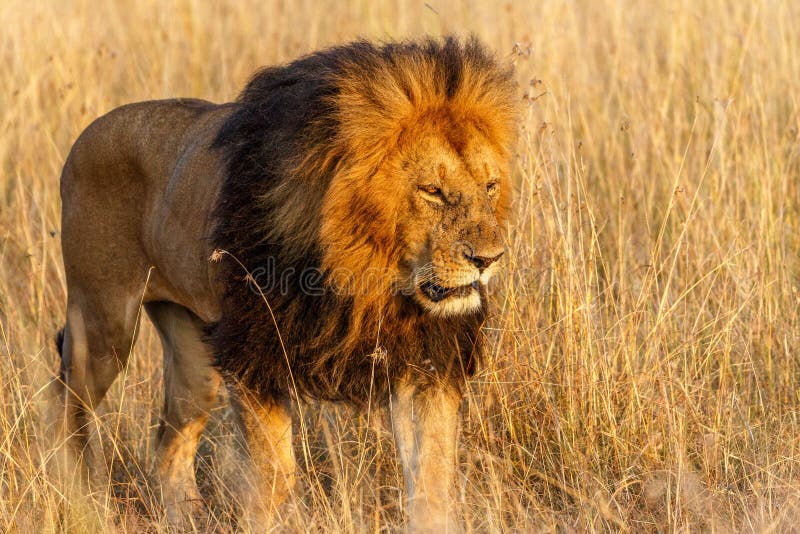 Most Beautiful Lion of the Masai Mara Stock Image - Image of carnivore ...