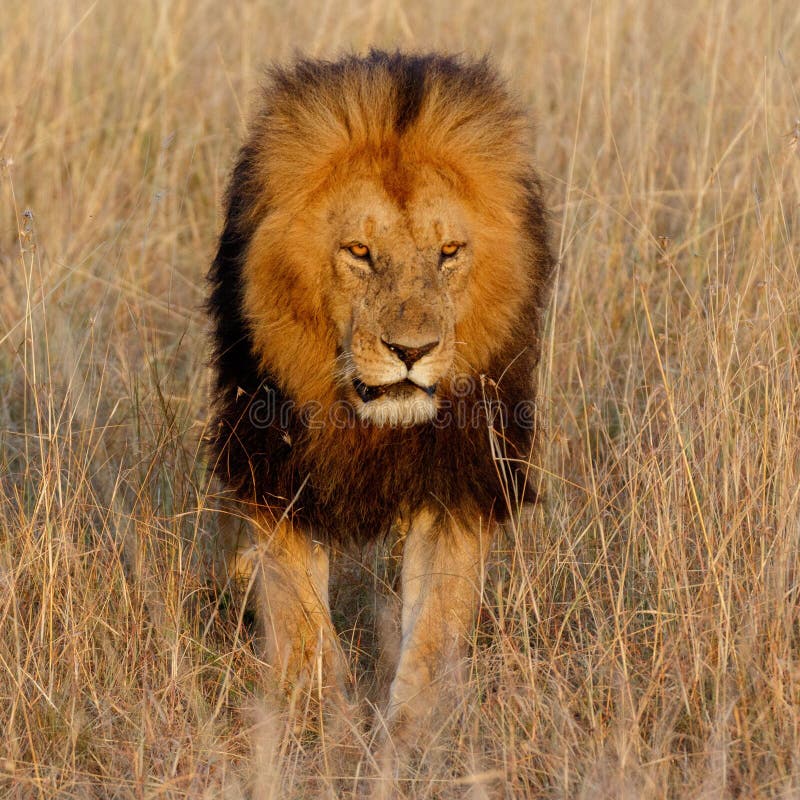 Most Beautiful Lion of the Masai Mara Stock Photo - Image of fauna ...