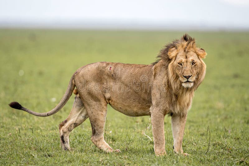The Most Beautiful Lion of the Masai Mara Stock Image - Image of maasai ...