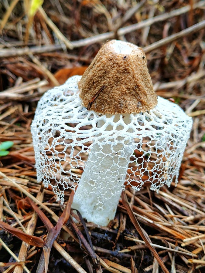 Most beautiful mushrooms stock photo. Image of species - 278796518