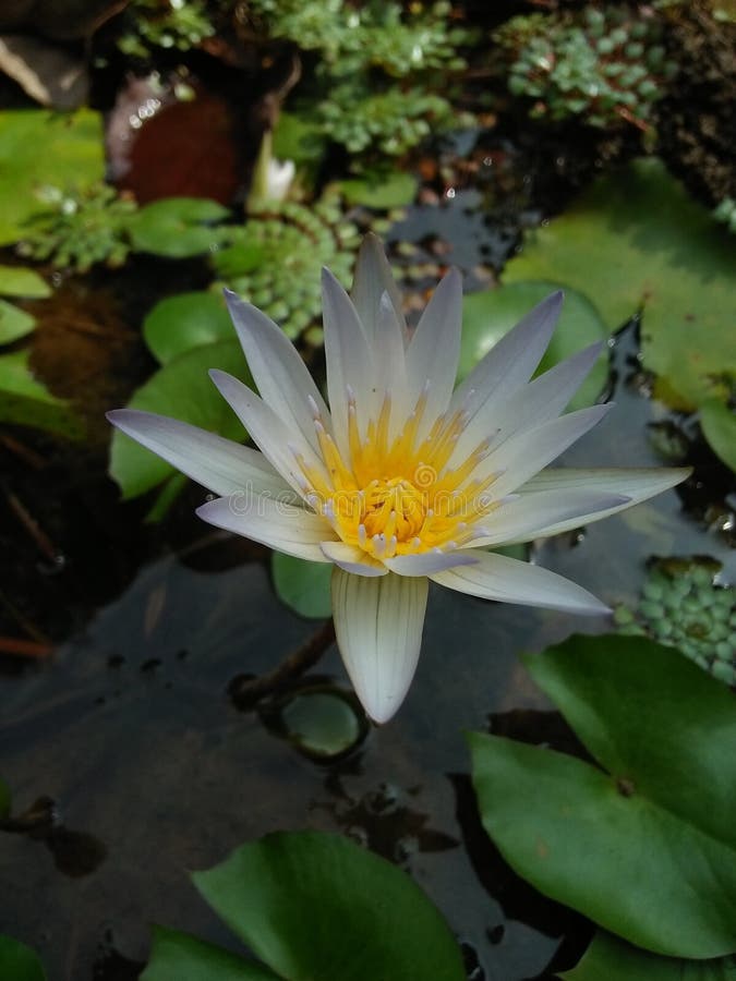 Oolu Flower Stock Photos - Free & Royalty-Free Stock Photos from Dreamstime