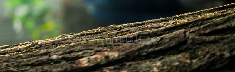 This is the Beautiful Picture of Tree Skin. Stock Photo - Image of ...