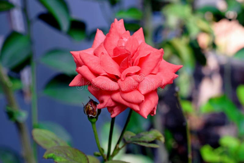 Most Beautiful Pink Flowes stock image. Image of pink - 166368891