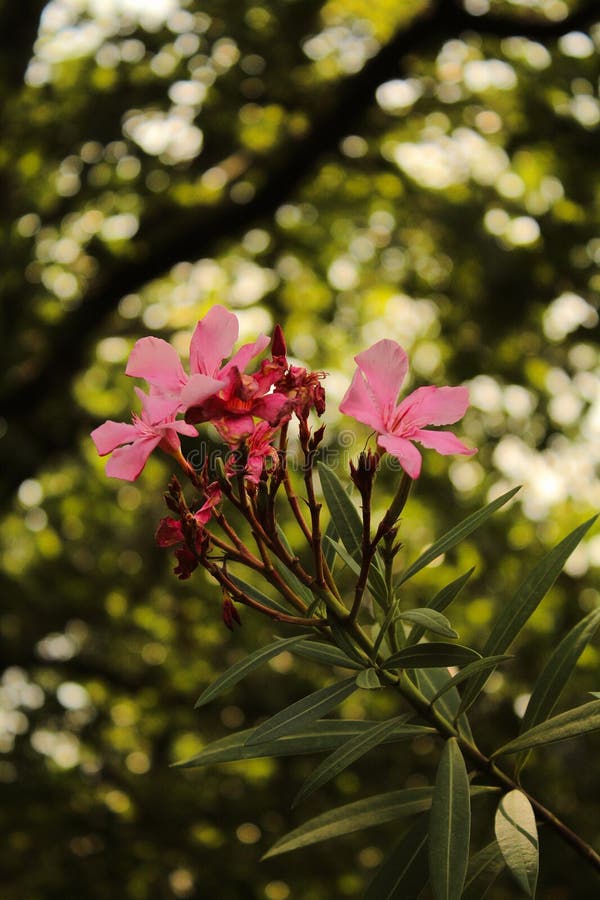 Most Beautiful Pink Nerium Oleander Flower Wallpaper Stock Image ...