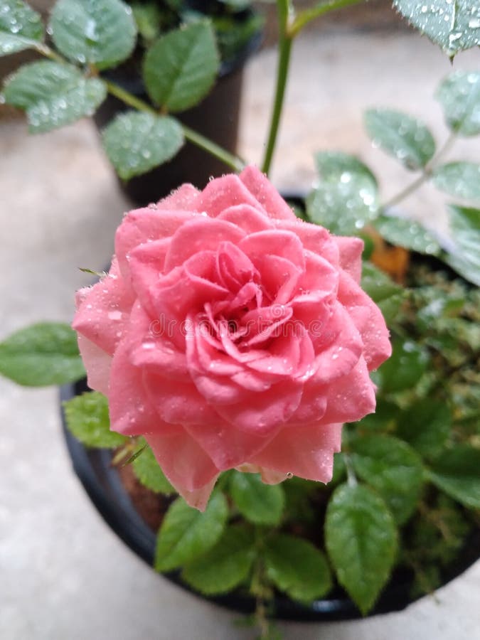 The Most Beautiful Pink Rose in My Garden Stock Photo - Image of rose ...