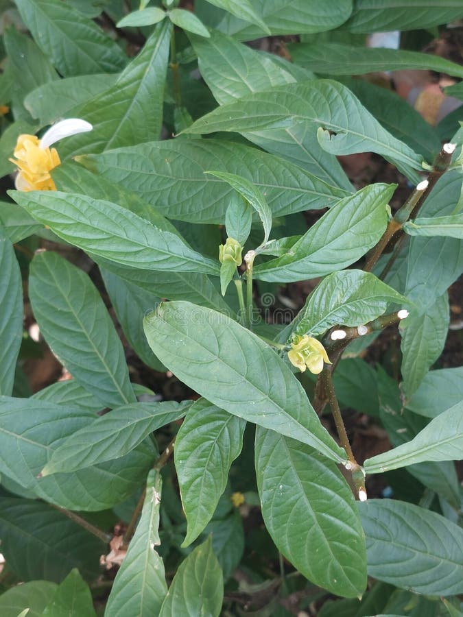 The Most Beautiful Plants in West Java Come from Indonesia Stock Image ...