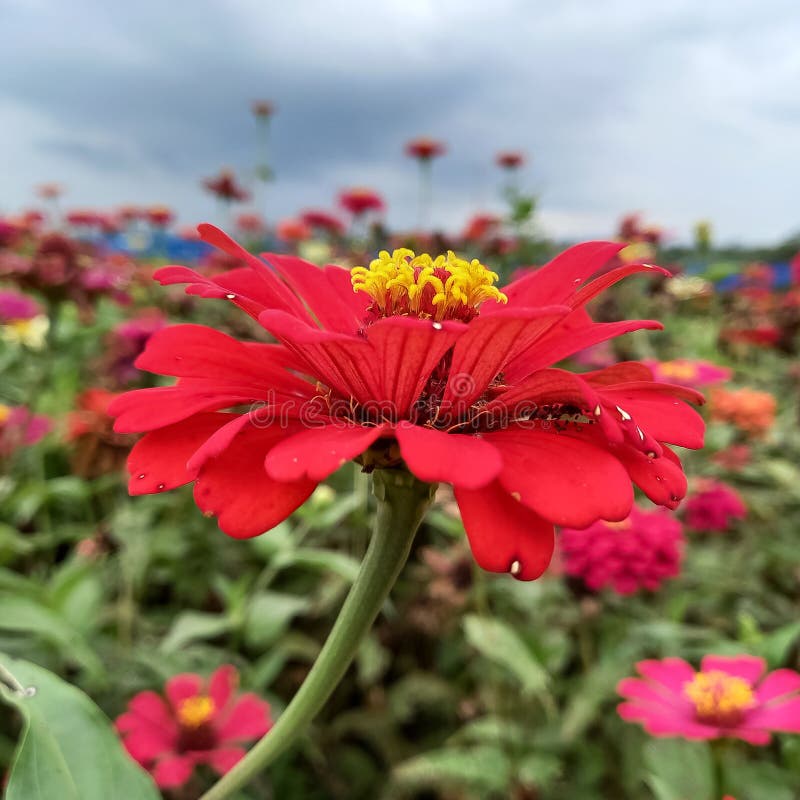 The Most Beautiful Red Flower Stock Photo - Image of flow, flower ...