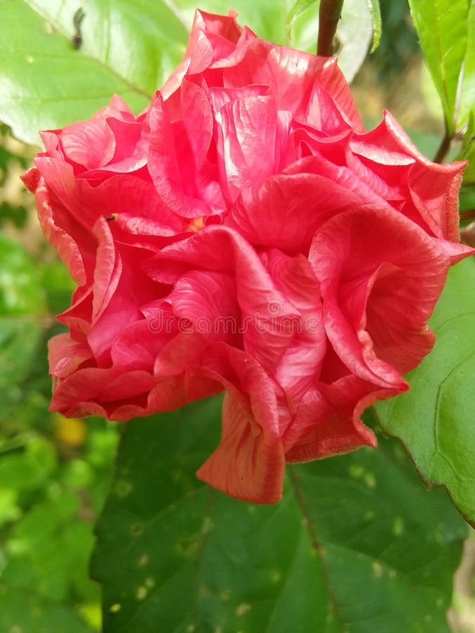 Most Beautiful Red Flower Image Stock Photo - Image of flower ...