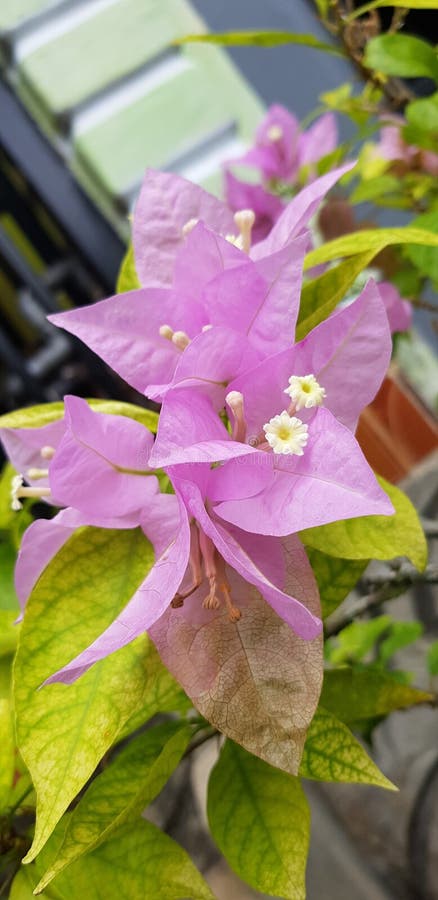 The Most Beautiful Red Paper Flowers Stock Photo - Image of flowers ...