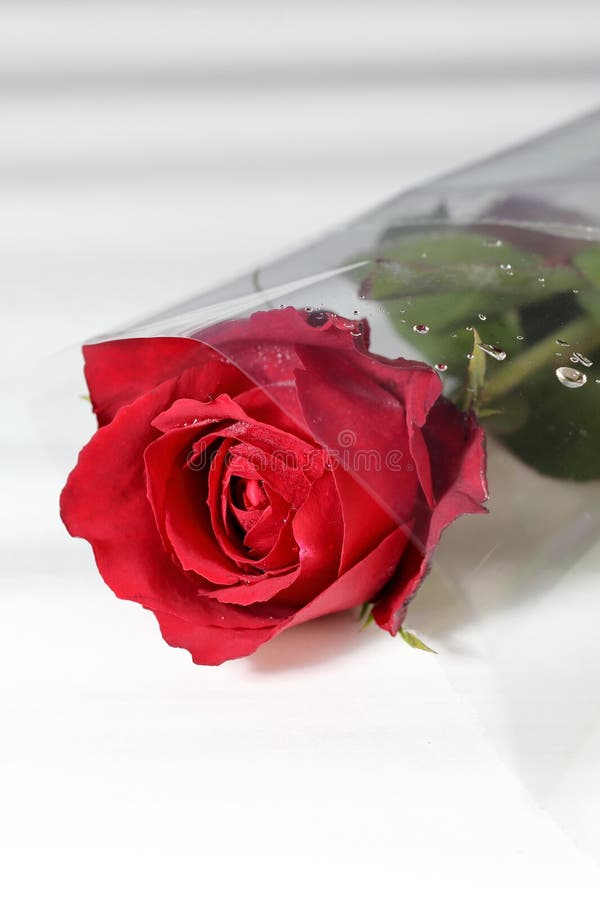 Red Rose Isolated on White Background. Single Red Rose Stock Image ...