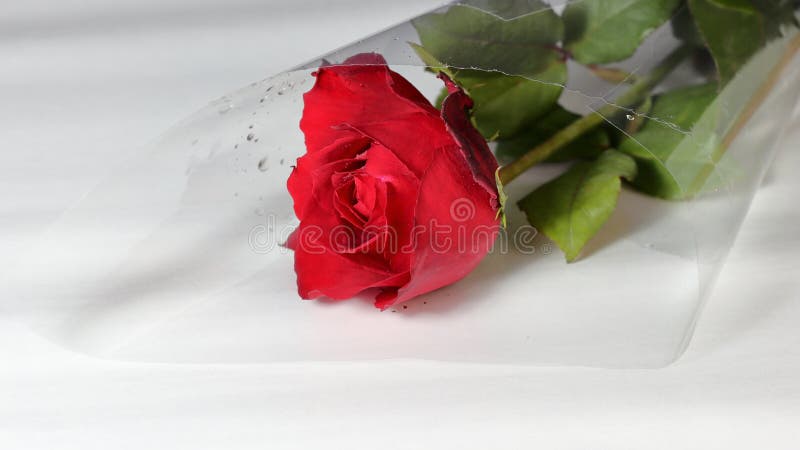 Red Rose Isolated on White Background. Single Red Rose Stock Image ...