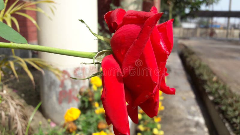 Most Beautiful Red Rose with a Nice Look Natural Stock Photo - Image of ...
