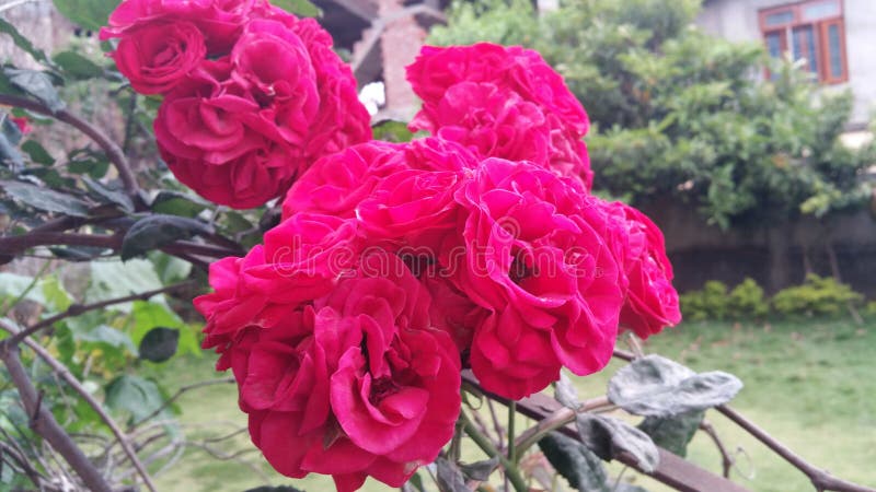 Mid Flower Red Rose Close Up. Picture Image: 113708905