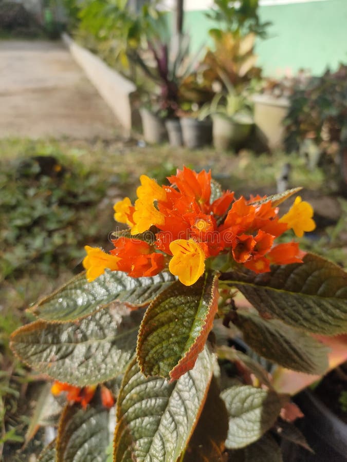 Most Beautiful Red and Yellow Flower in the Garden Stock Image - Image ...