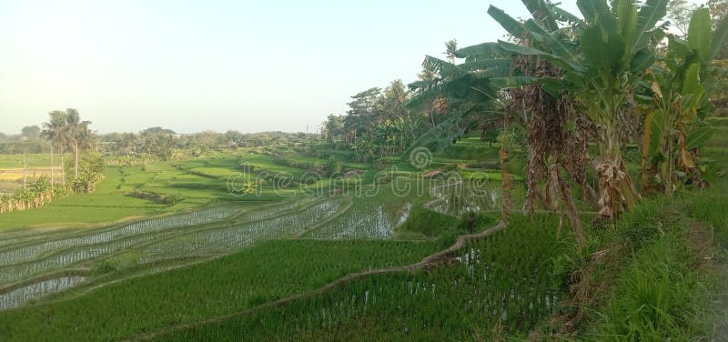The Most Beautiful Scenic Portrait? Stock Photo - Image of rice, scenic ...