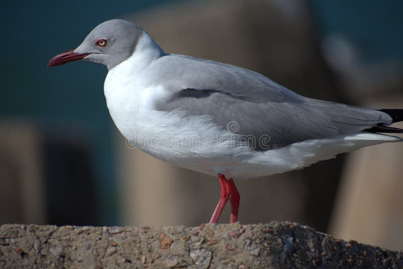 The Most Beautiful Seagull stock photo. Image of seabird - 117793646