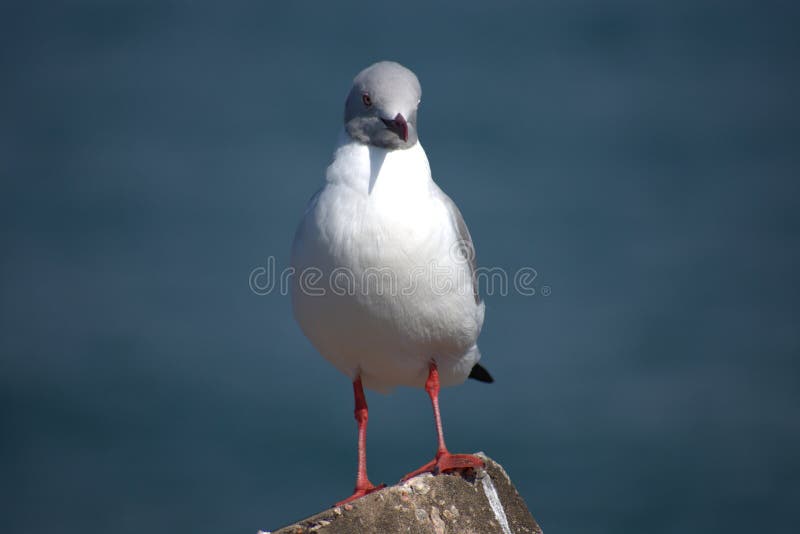 Red Billed Seagull stock image. Image of billed, beautiful - 117913867