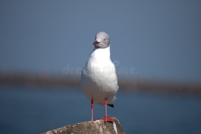 Red Billed Seagull stock image. Image of seagull, billed - 117913953