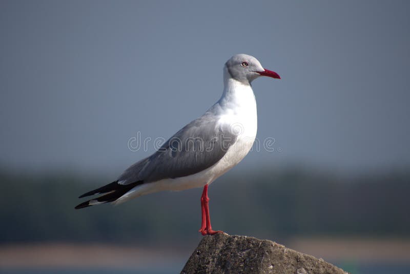 Red Billed Seagull stock photo. Image of beautiful, seagull - 117913794