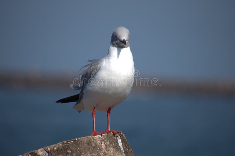 Red Billed Seagull stock image. Image of billed, beautiful - 117913913