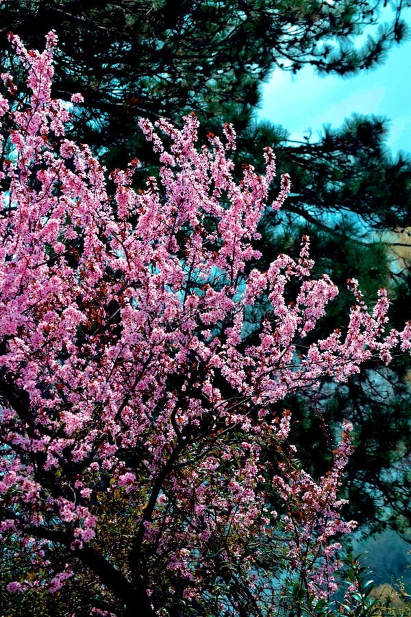 Spring flowering stock photo. Image of pink, spring - 260835498