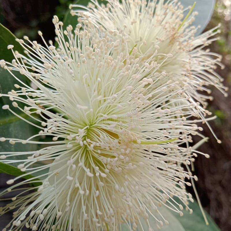 Most Beautiful Star Fruit Flowers . Stock Photo - Image of thorns, star ...