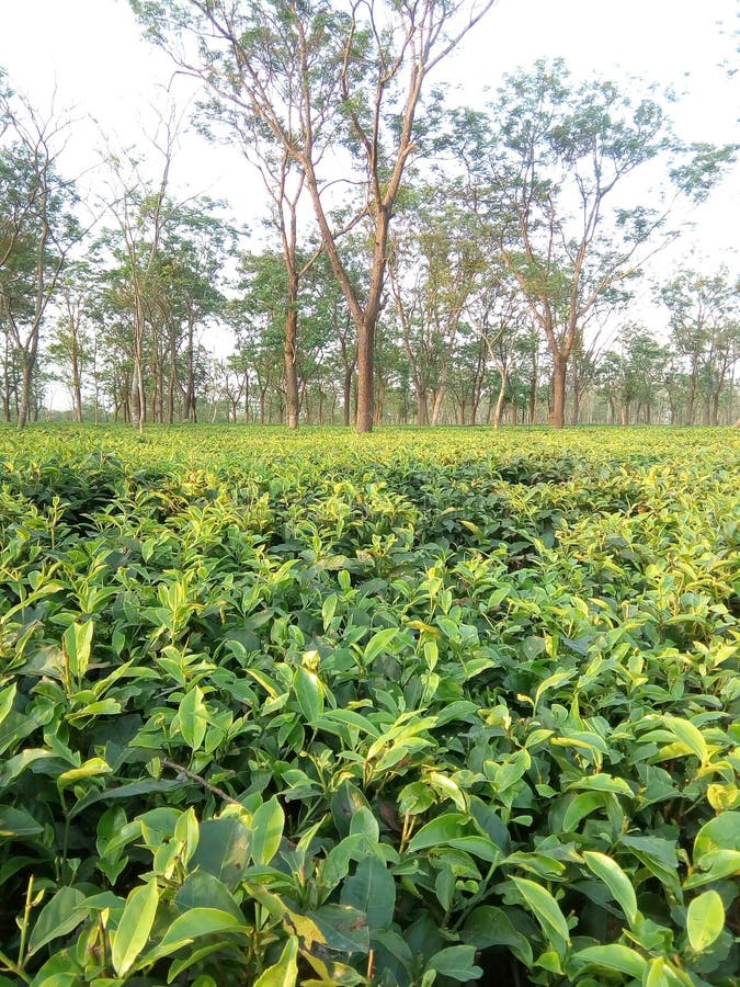 Most beautiful tea garden stock photo. Image of large - 113859564