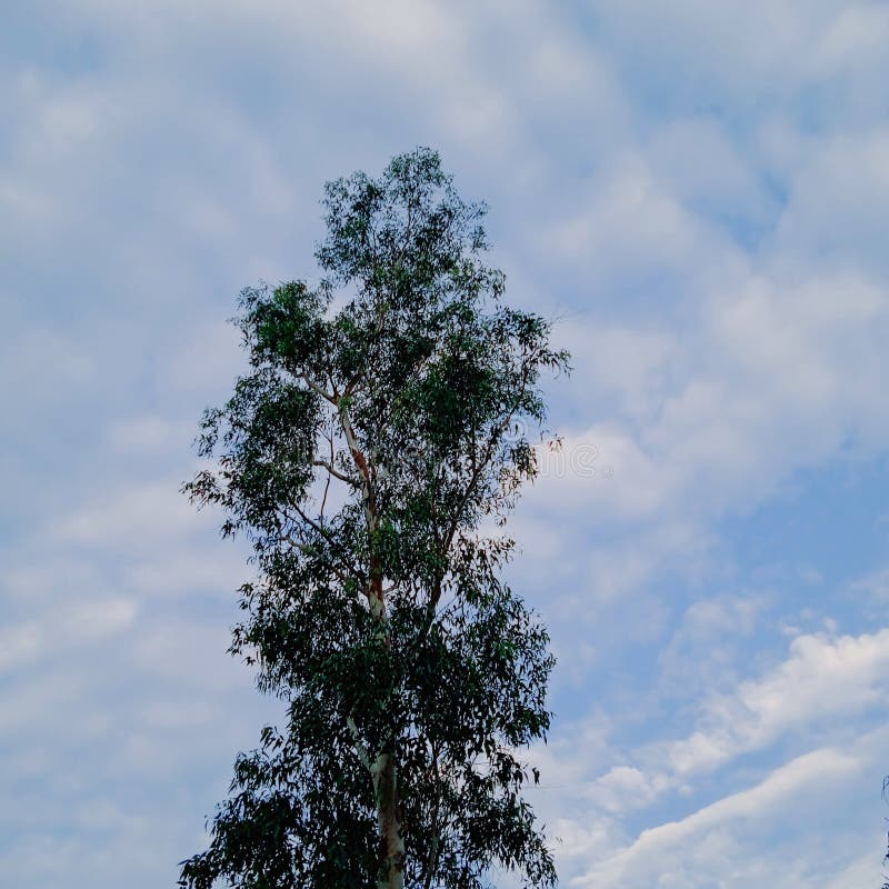Most Beautiful Tree and Sky from England Stock Image - Image of england ...