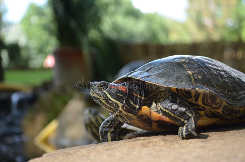 The most beautiful turtle stock image. Image of water - 71193129