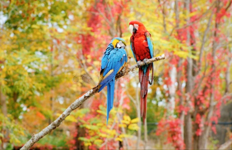 Most beautiful two parrots stock photo. Image of jungle - 235218750