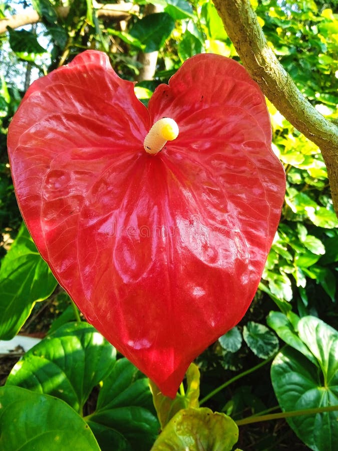 Most Beautifull Anthurium Flower in the Garden Stock Photo - Image of ...