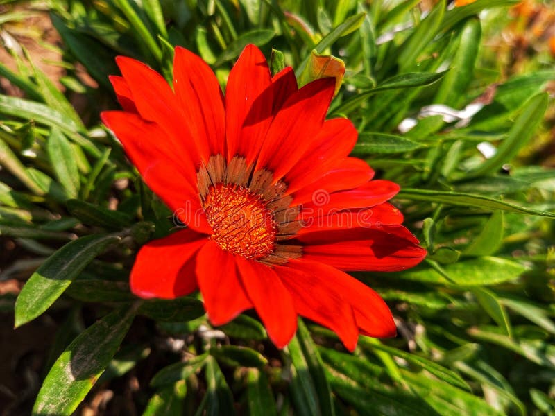 Most Beautifull Flower Pic I Have Take Stock Photo - Image of flower ...