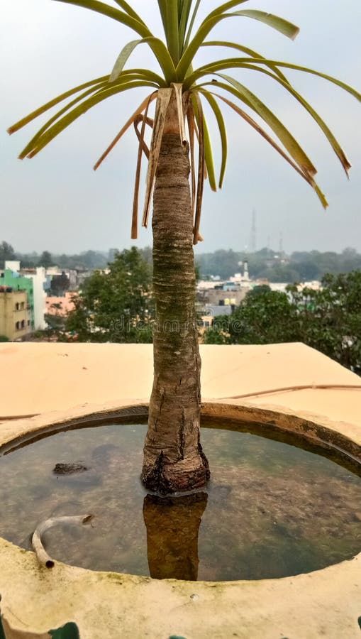 Koraput local treee stock image. Image of tree, local - 126620199