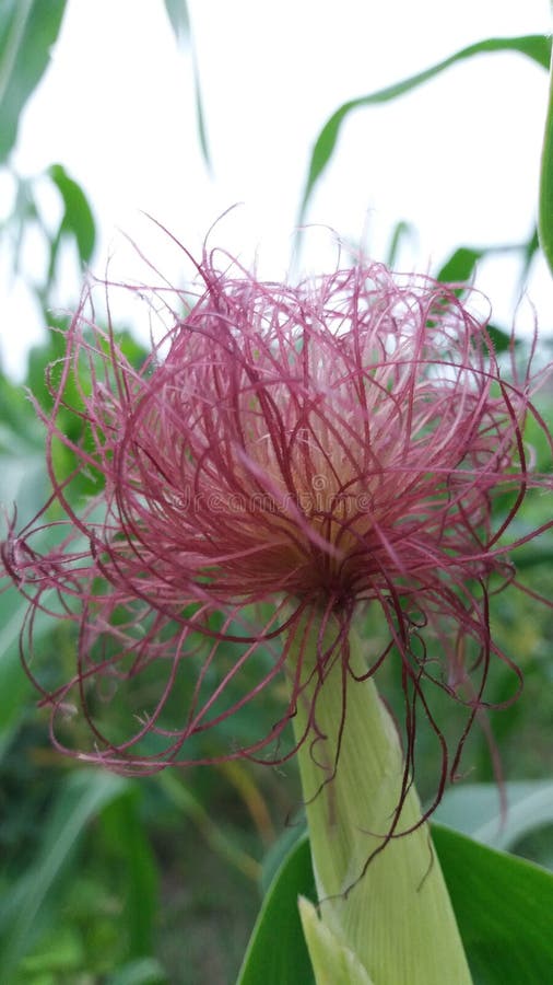 The Most Bueatiful Maize Flower Stock Image - Image of thorns ...